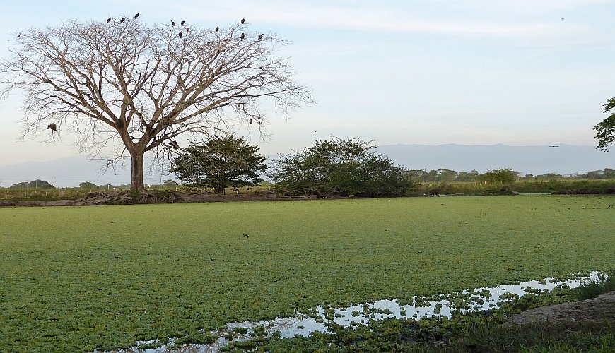 Was die Llanos von Venezuela so besonders macht